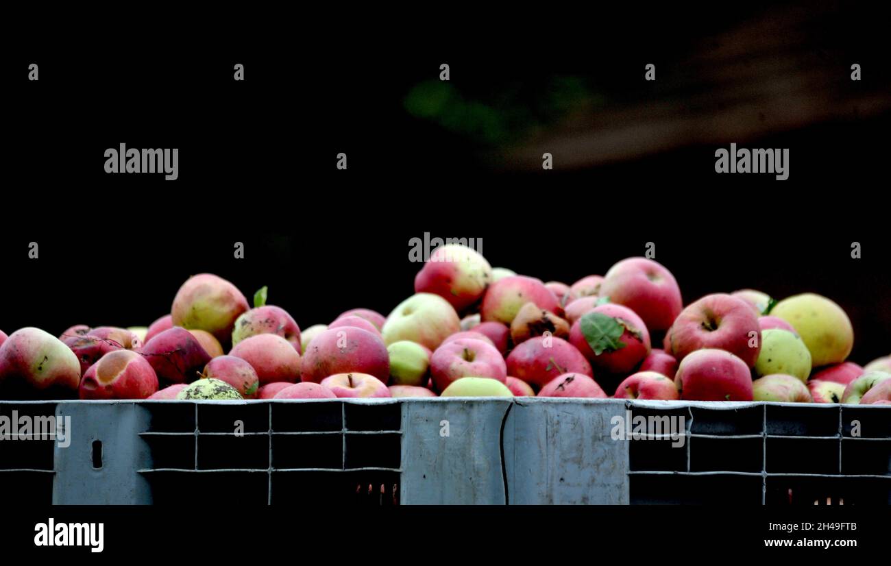 Apple cart orchard hi-res stock photography and images - Alamy