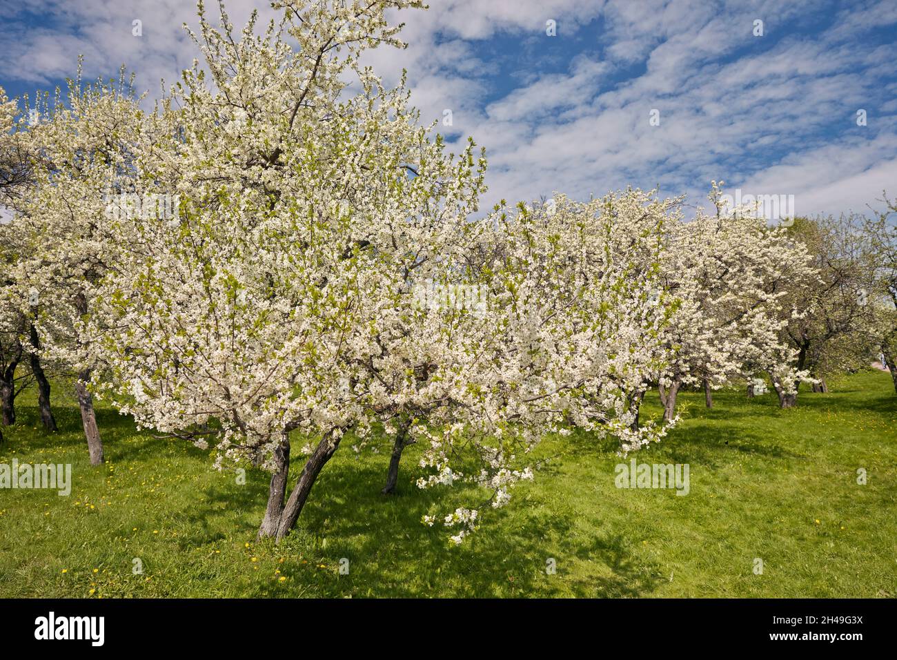 Orchard in Kolomenskoye estate with apple trees (Malus domestica) in ...