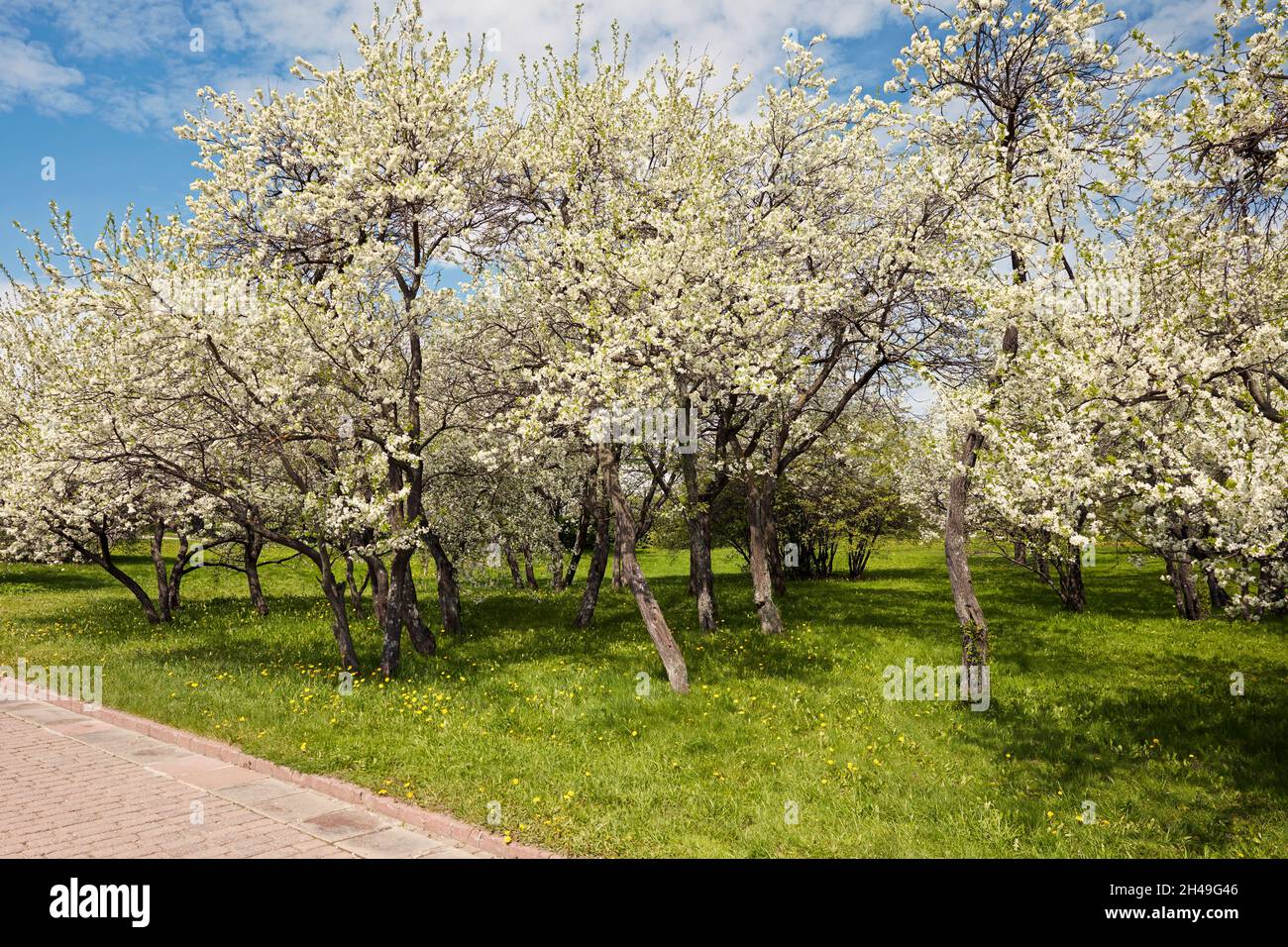 Orchard in Kolomenskoye estate with apple trees (Malus domestica) in ...