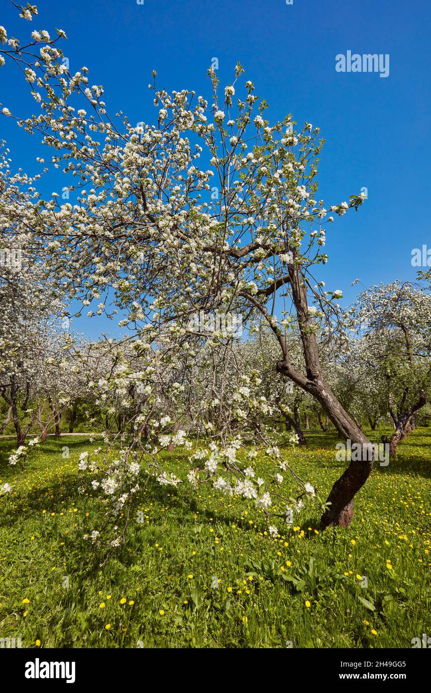Orchard in Kolomenskoye estate with apple trees (Malus domestica) in ...