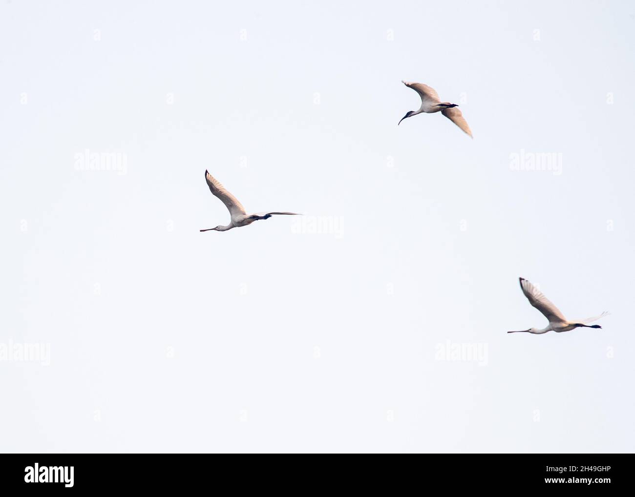Two Spoon billed and one Ibis a trio making a triangle Stock Photo - Alamy