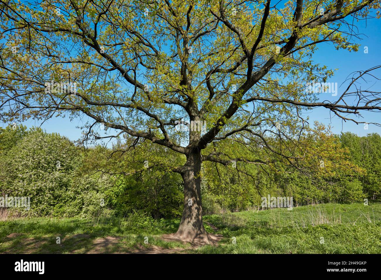Old oak tree (Quercus robur) coming into leaf in spring. Kolomenskoye ...