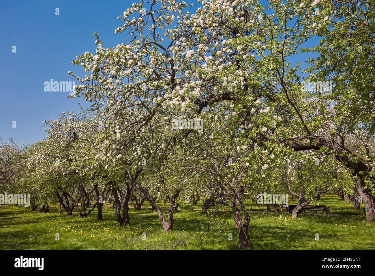 Orchard in Kolomenskoye estate with apple trees (Malus domestica) in ...