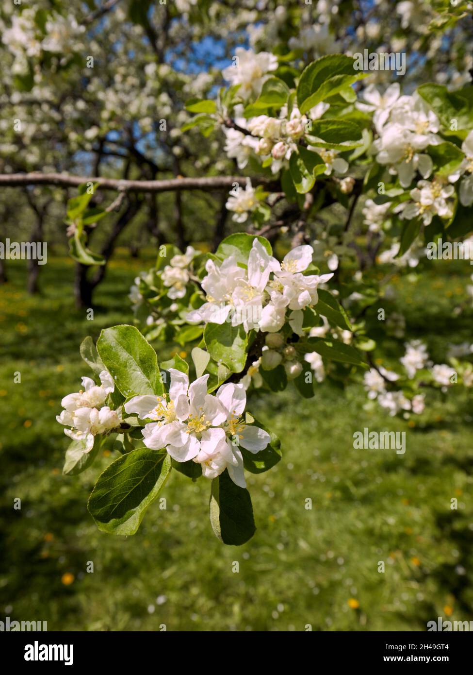 Branch of an apple tree (Malus domestica) in blossom. Kolomenskoye ...
