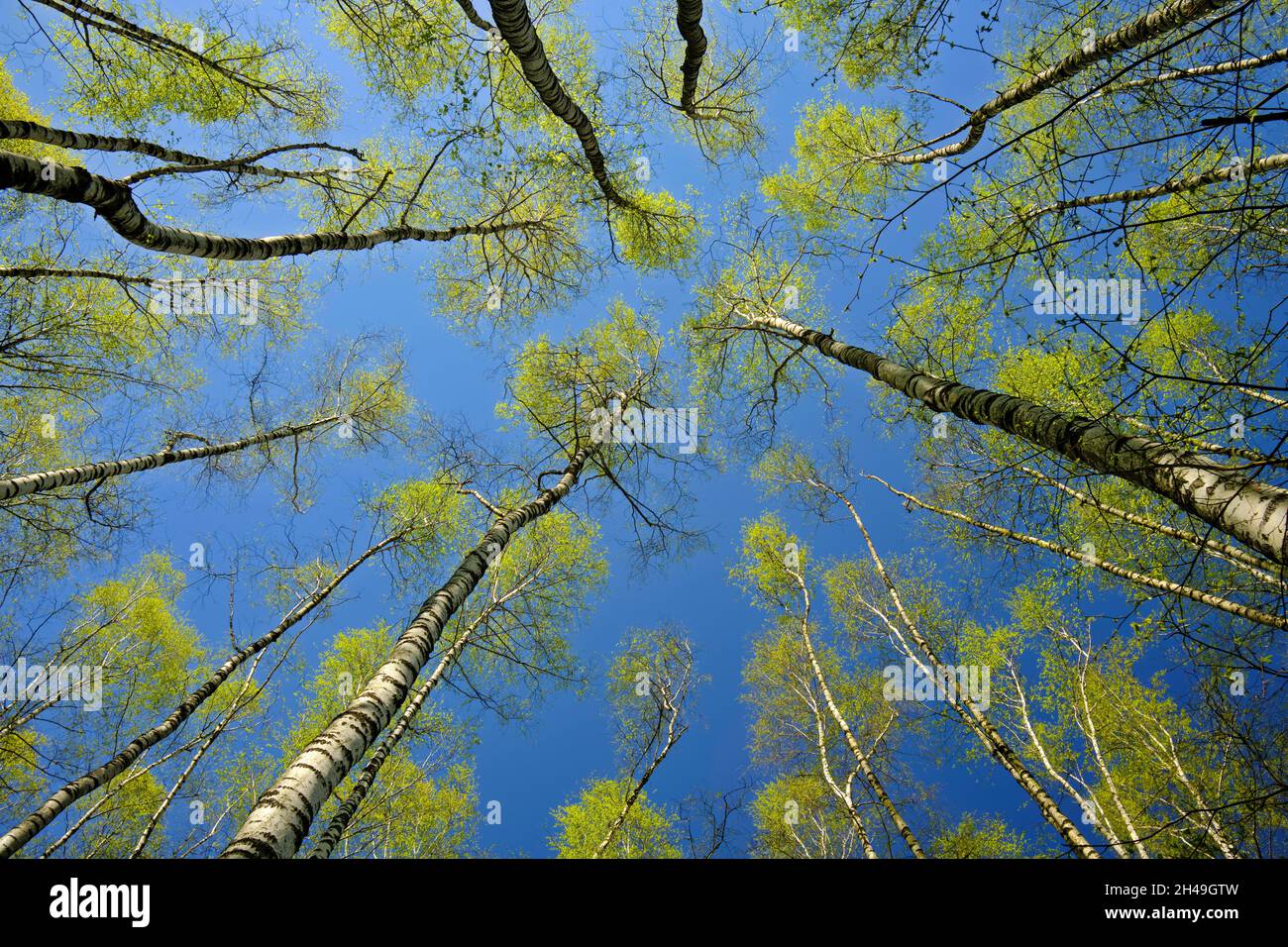 View from below of white birch trees coming into leaf in spring ...