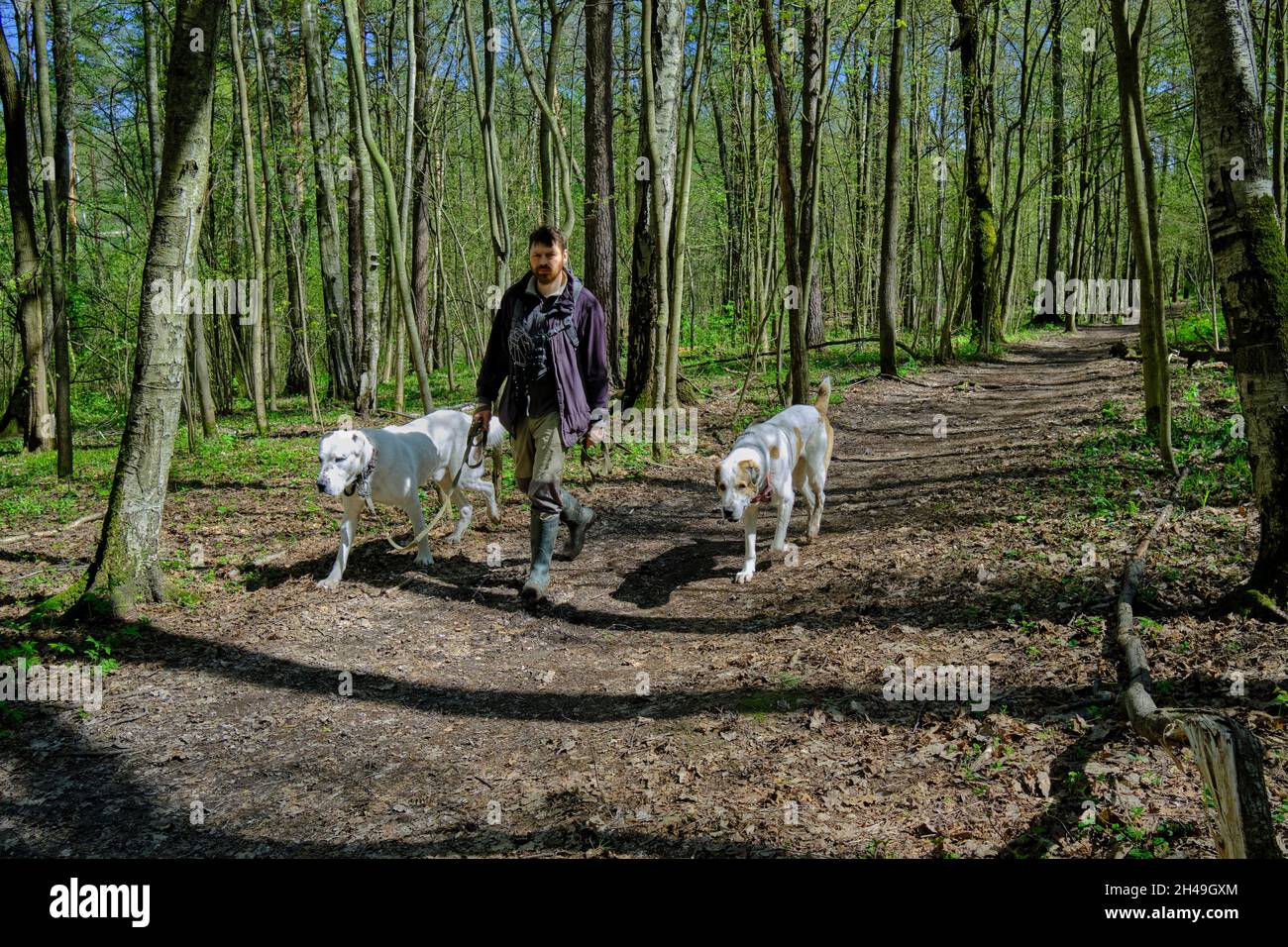 Man walking with his two large dogs in Bitsevski Park (Bitsa Park ...
