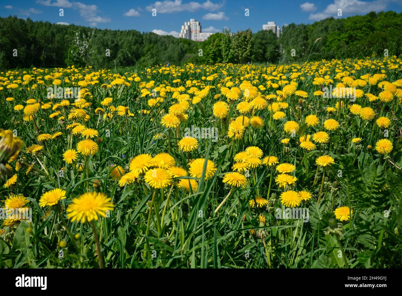 Field with many common dandelions (Taraxacum officinale) flowering in ...