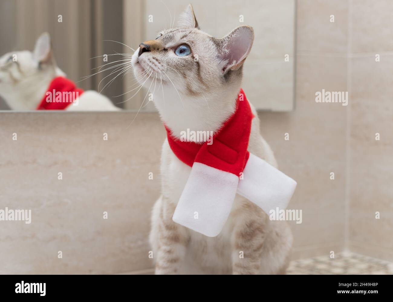 Christmas cat sitting on bathroom counter Stock Photo - Alamy