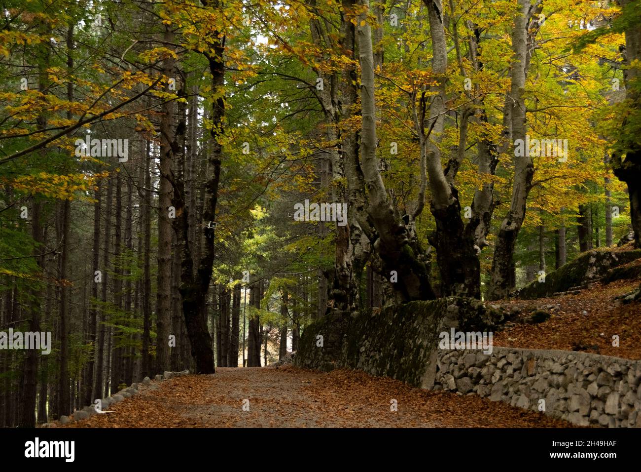 Fall season in Albania. Colorful autumn forest landscape Stock Photo ...