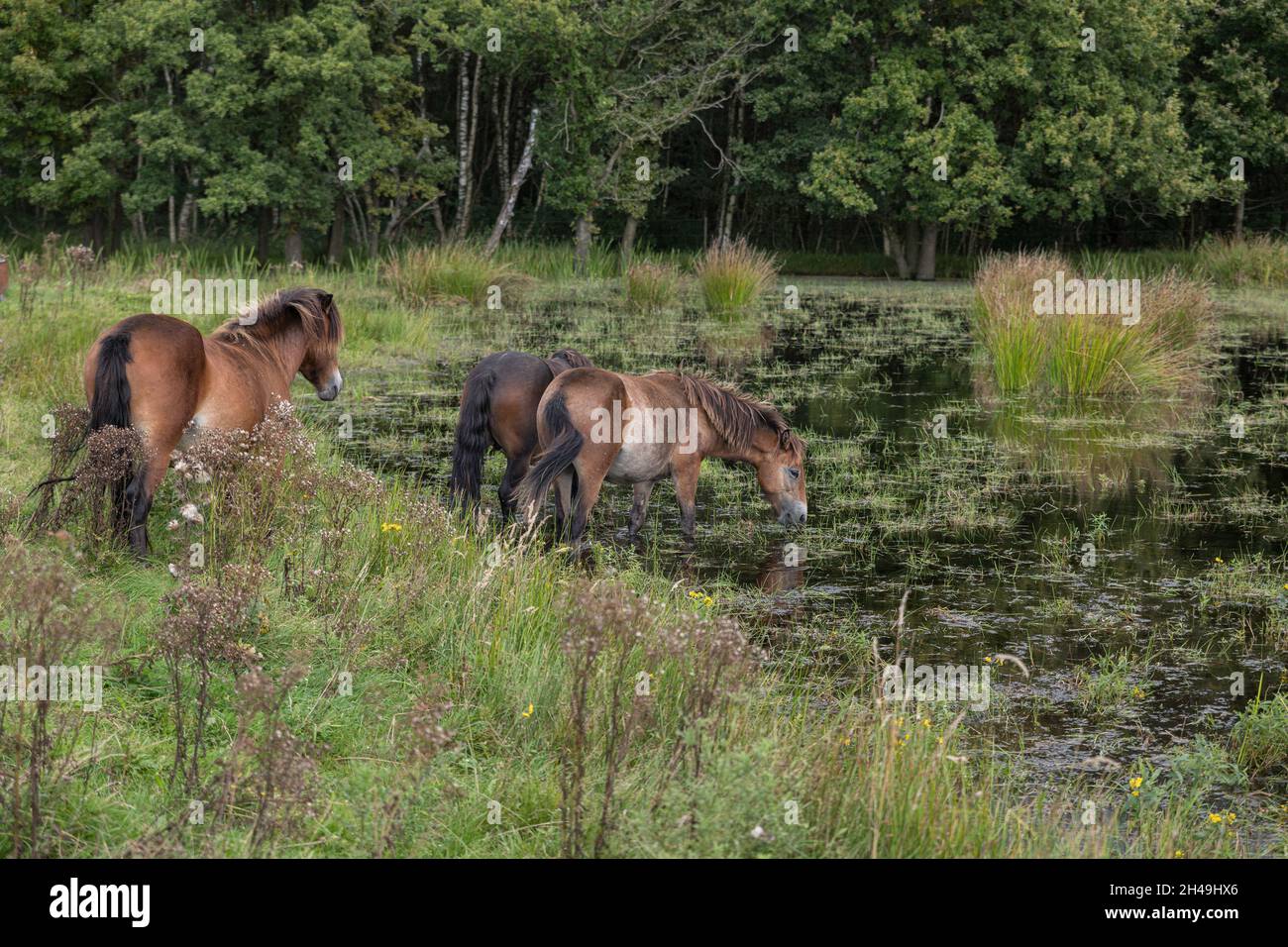 Wild horses in water river hi-res stock photography and images - Alamy