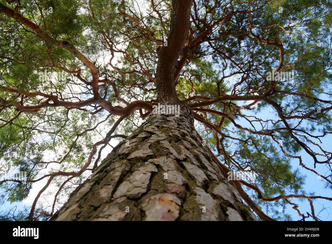 Tall pine tree hi-res stock photography and images - Alamy
