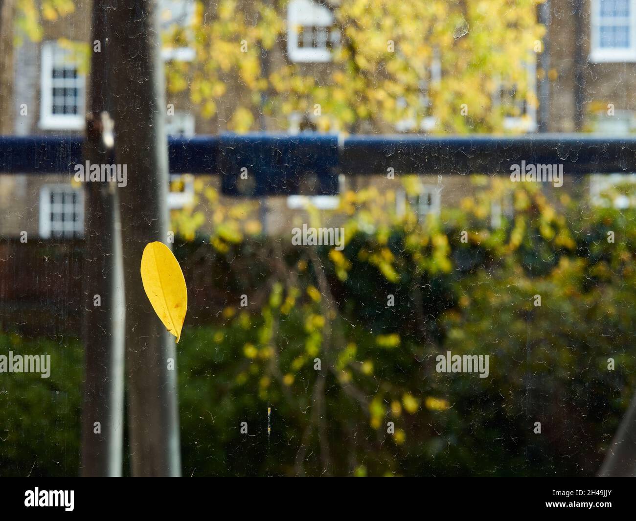A bright, colourful view across a residential garden - a sunlit locust ...