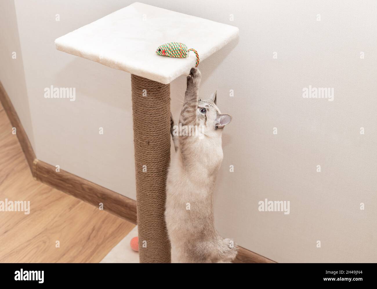 playful cat playing with mouse toy Stock Photo - Alamy