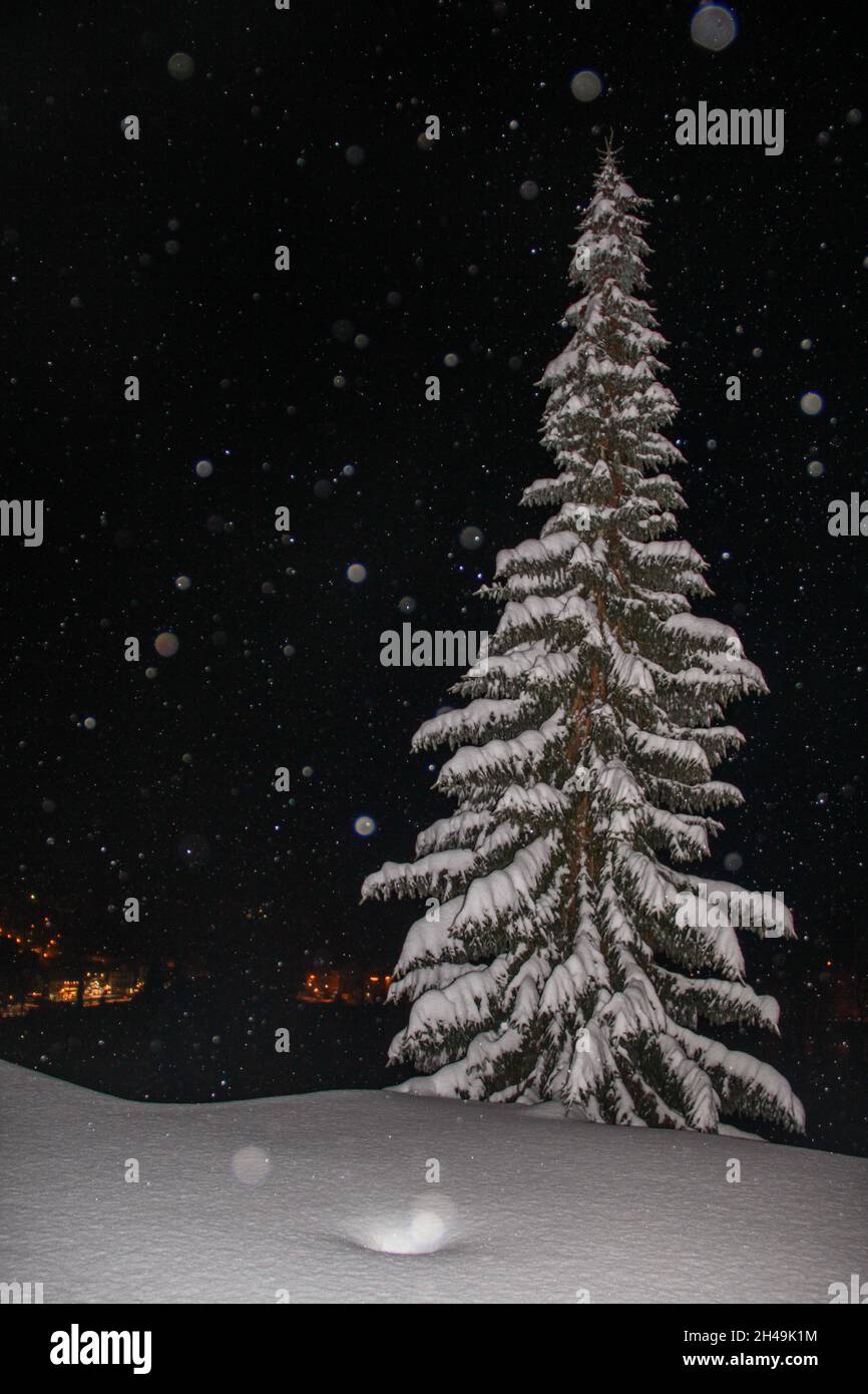 Christmas tree blanketed in snow, Black Forest, Germany, on a cold ...