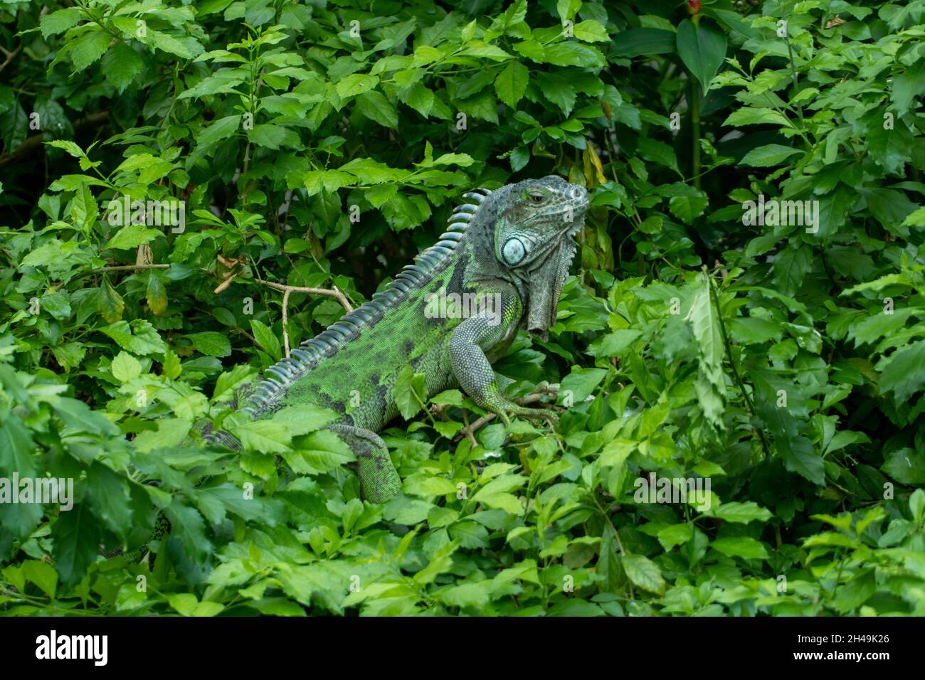 A young green Iguana (Iguana iguana) up in the rainforest jungle Stock ...