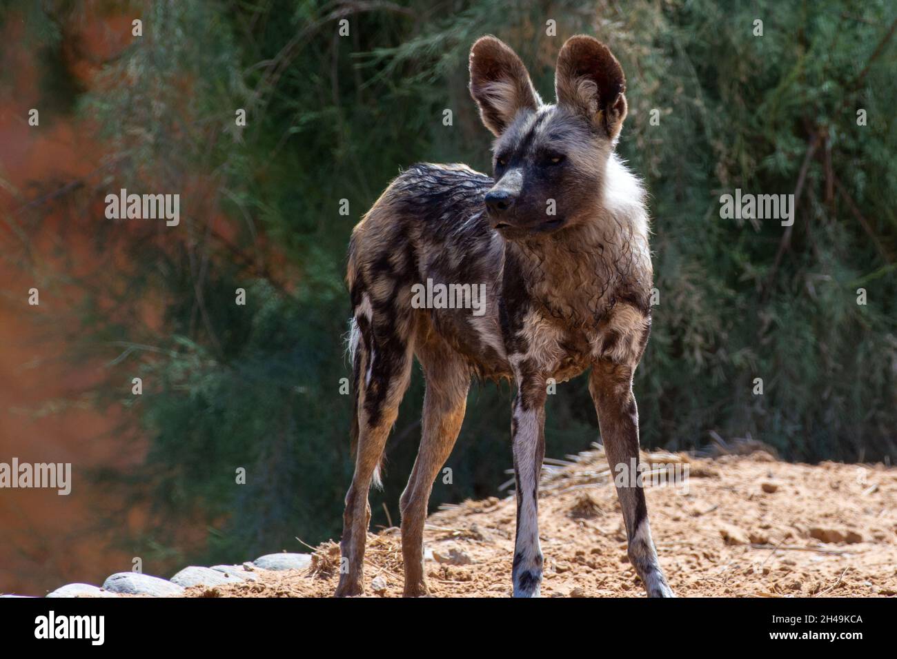 An African wild dog (Lycaon pictus) looking around while hunting in the ...