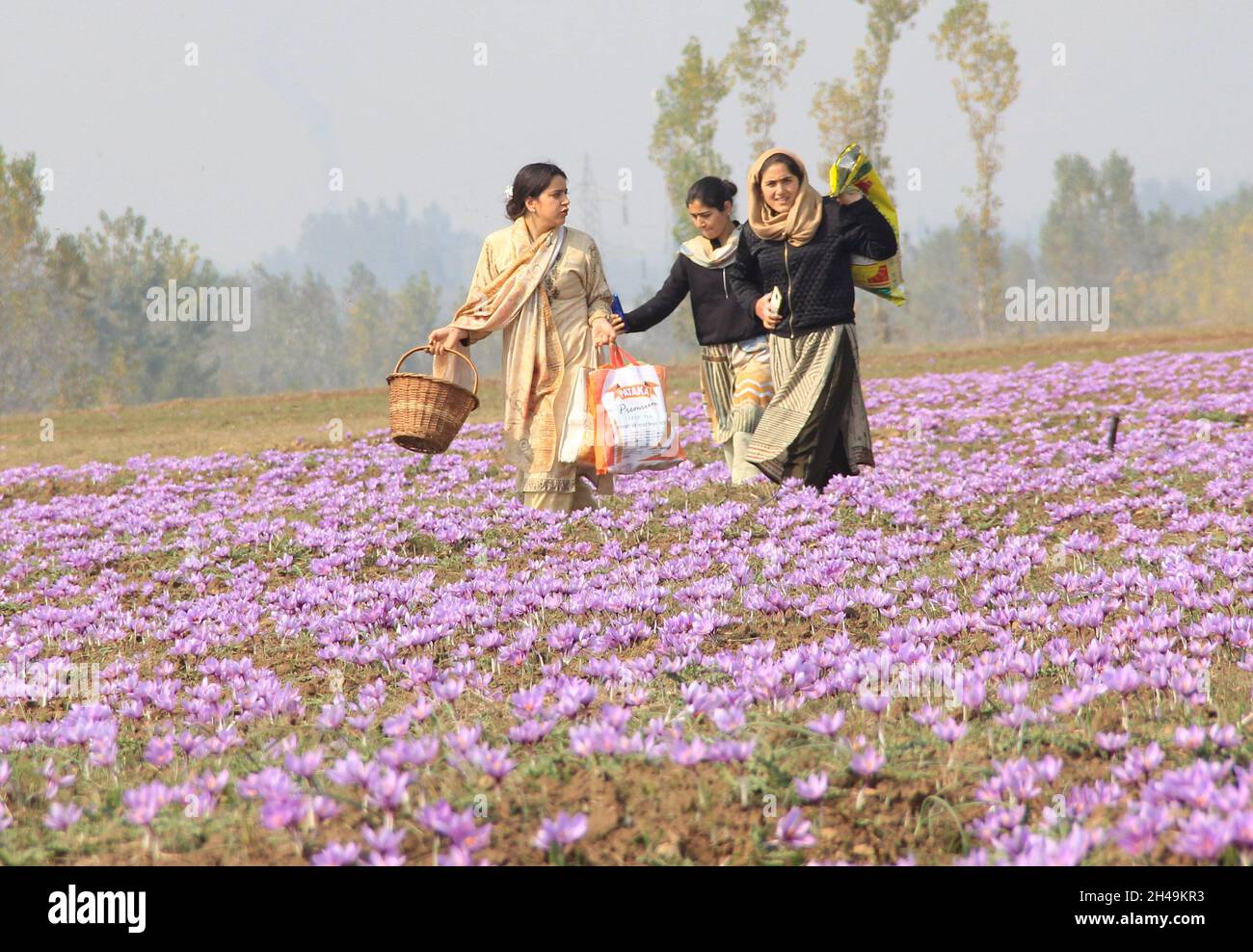 A family collects saffron flowers at a field in Pampore, on the ...