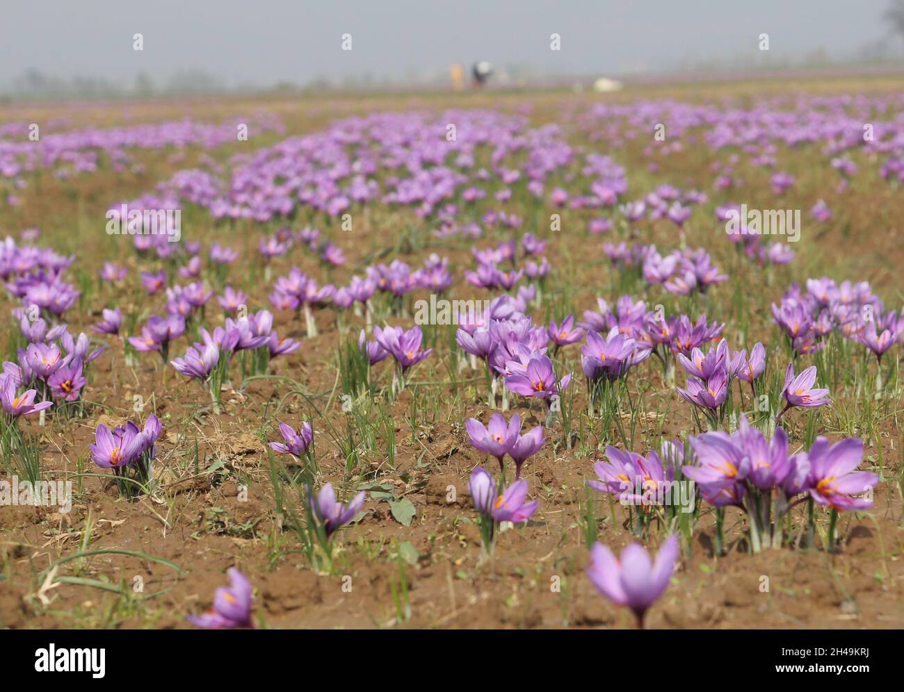 Saffron Flower Field