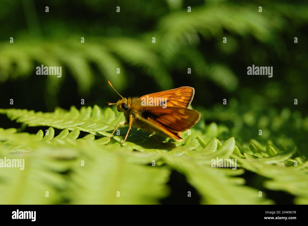 Flora y fauna natural hi-res stock photography and images - Alamy