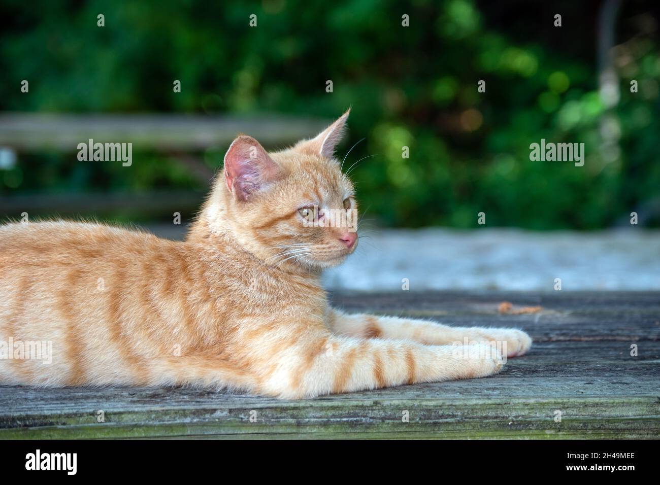 The laid back posture of this tabby cat is one of attentiveness and ...
