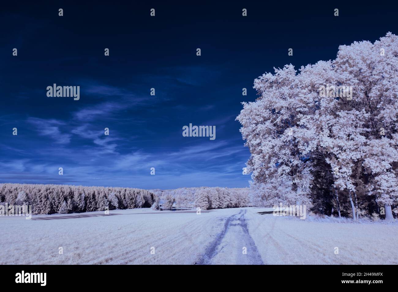 Infrared landscape with glowing white vegetation using 720nm filter ...