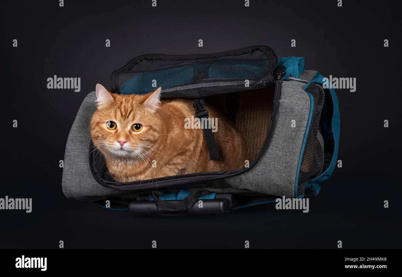 Red house cat laying in a blue with grey transport trolley. Looking ...