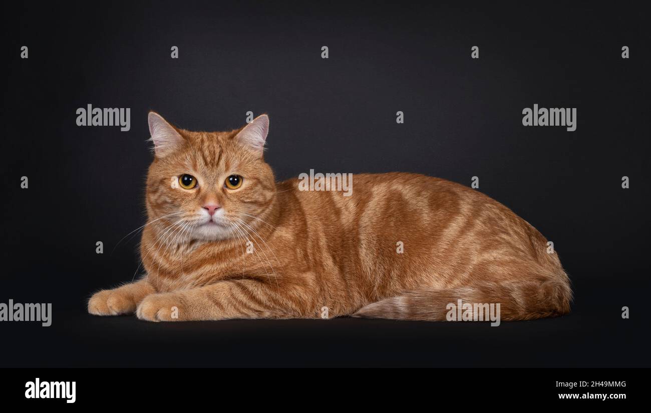 Tabby cat laying on its side hi-res stock photography and images - Alamy