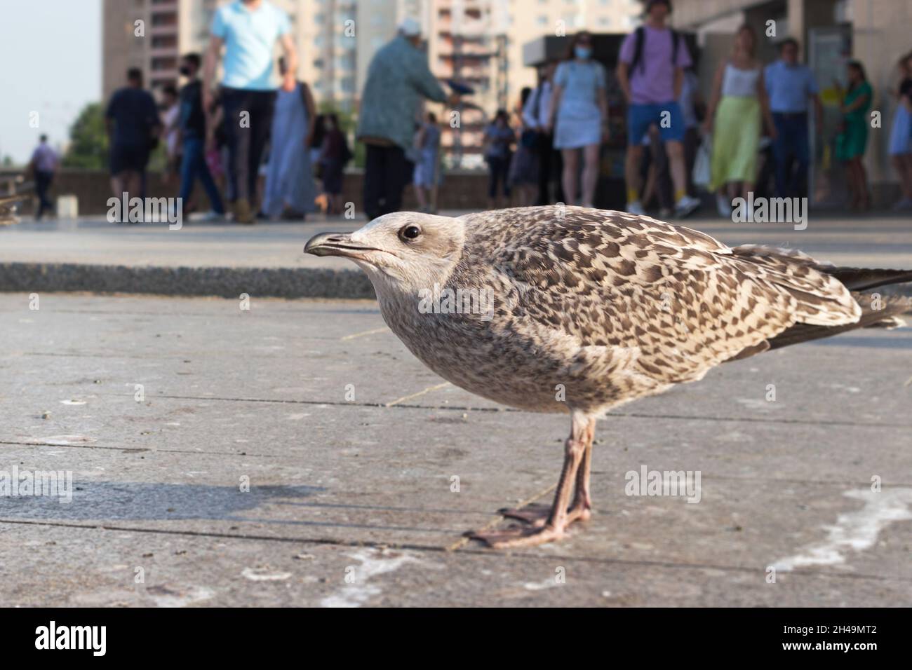 Mottled bird hi-res stock photography and images - Alamy