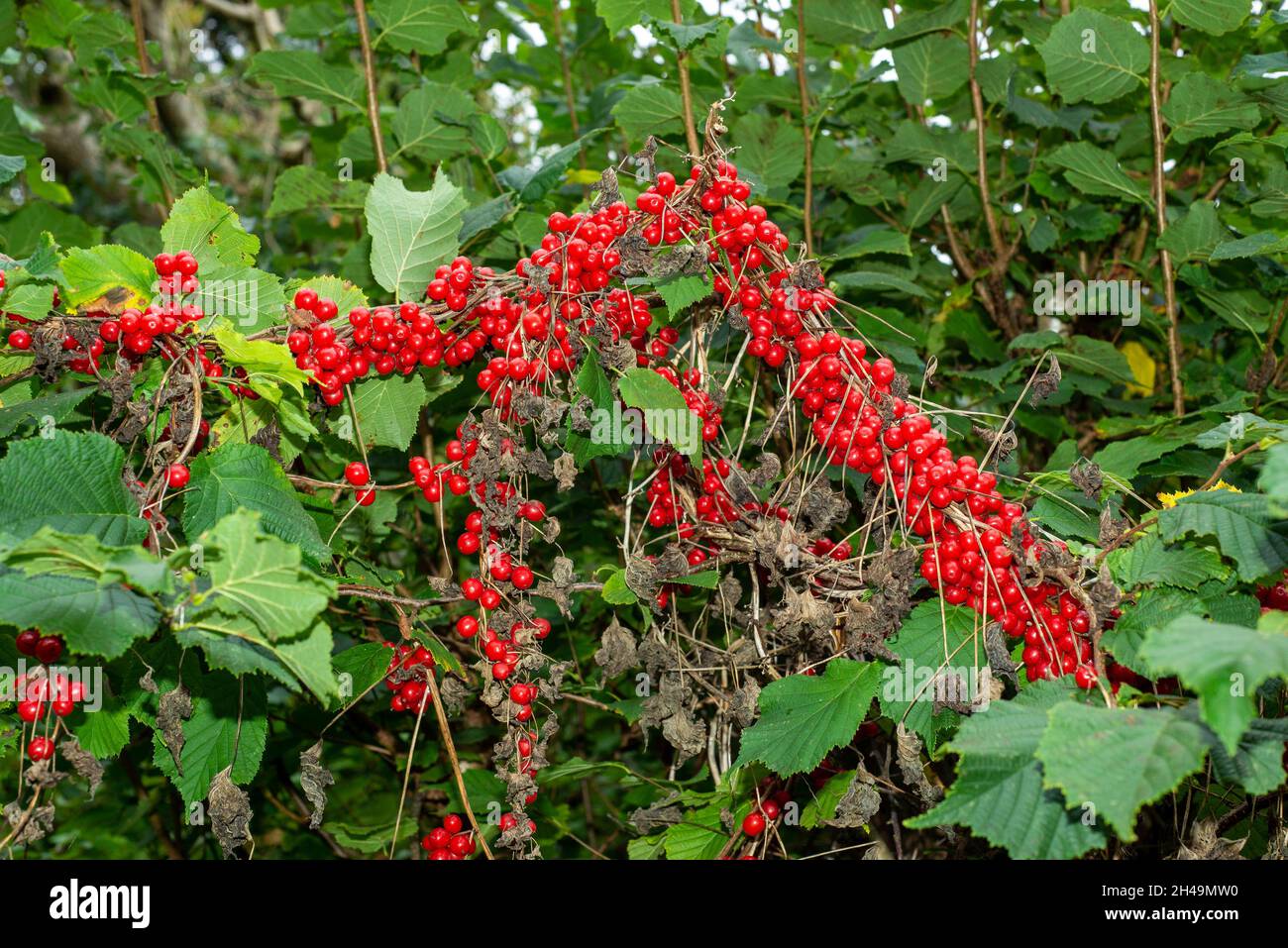 Black bryony dioscorea communis hi-res stock photography and images - Alamy
