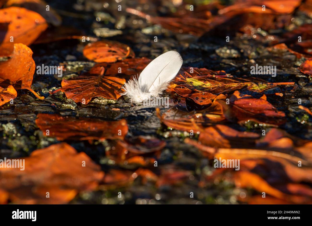 Autumn leaves feather hi-res stock photography and images - Alamy