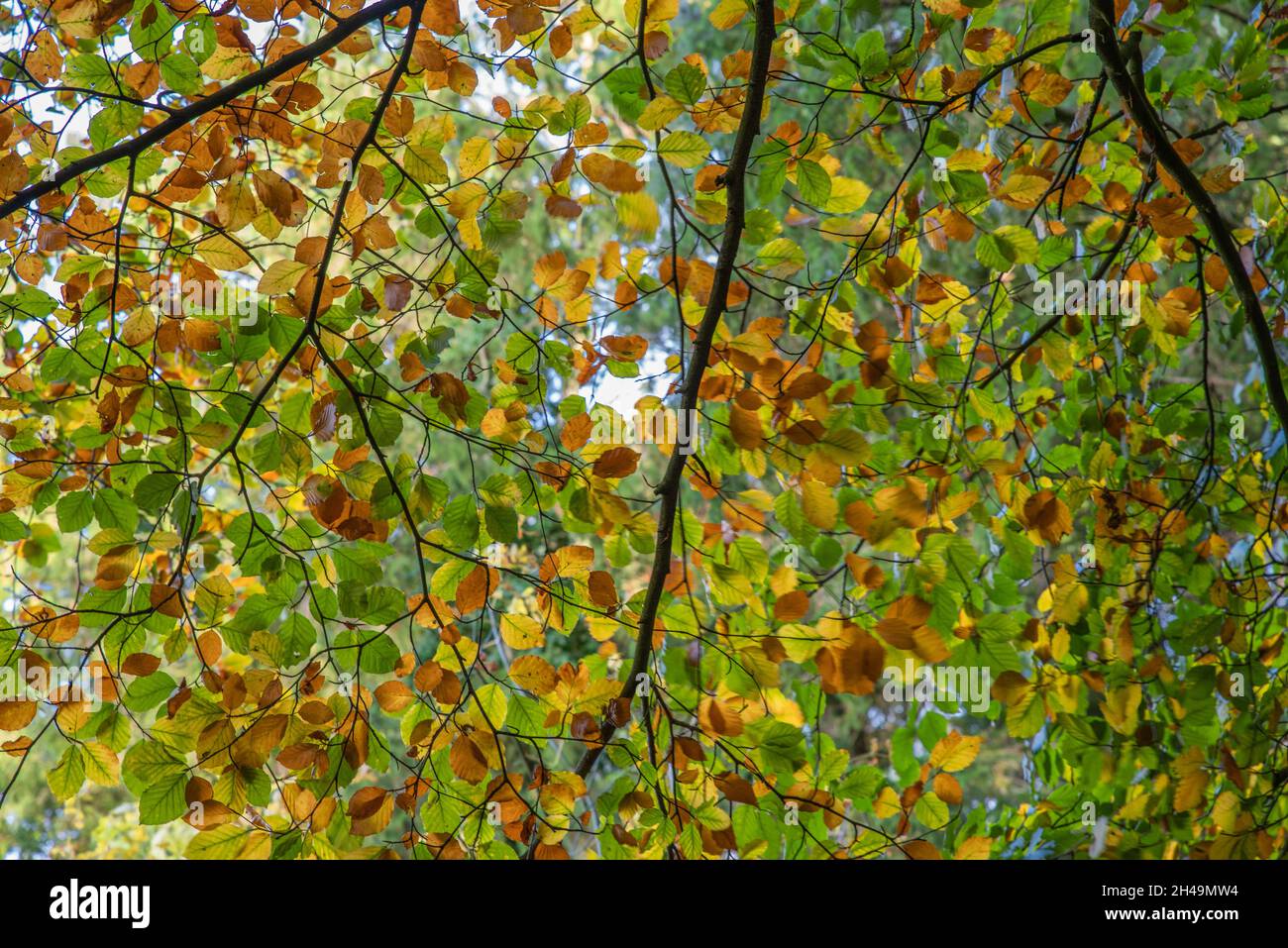 Multi coloured tree leaf canopy with branches looking up with fall ...