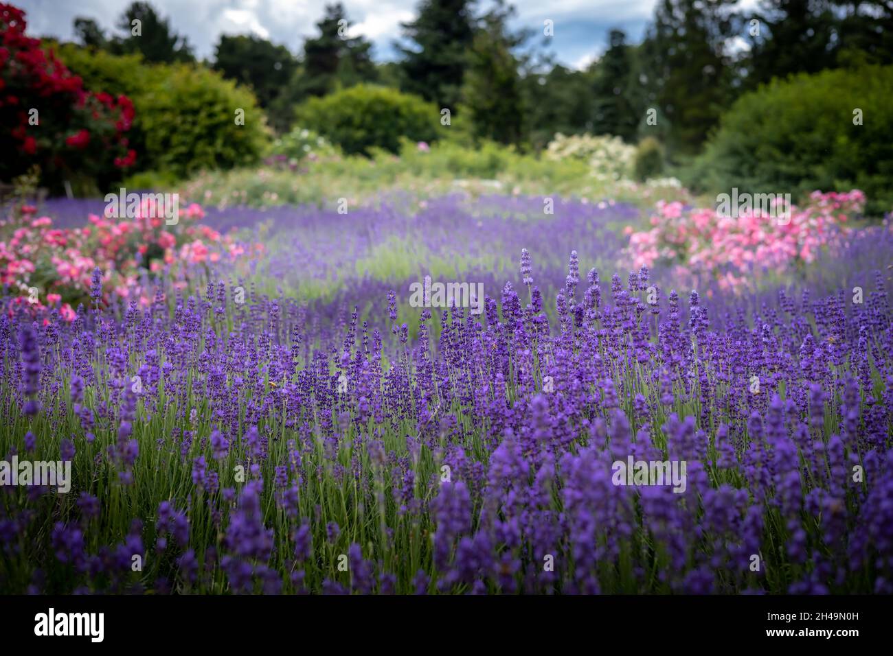 Blooming lavandula flowers hi-res stock photography and images - Alamy