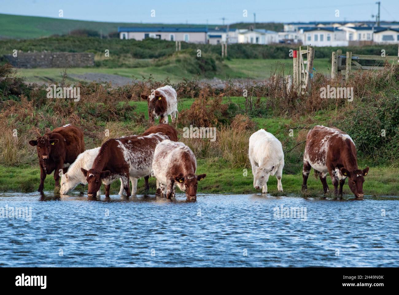 Shorthorn beef cattle drinking from a pond, Walney Island, Barrow-in ...
