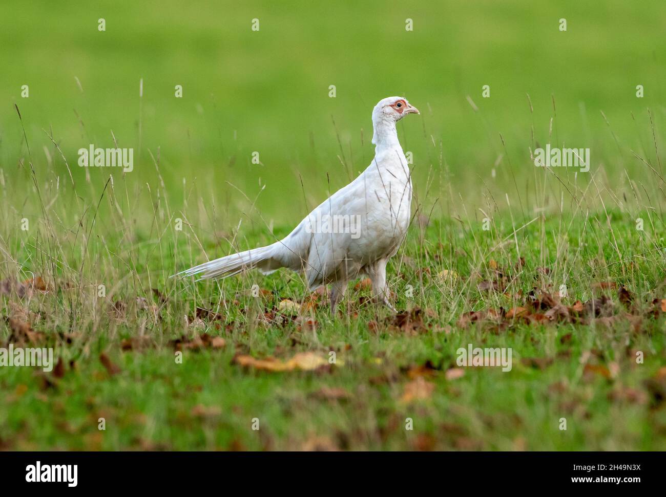 White pheasant hi-res stock photography and images - Alamy