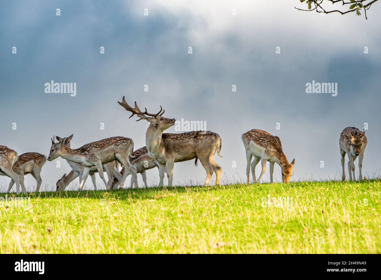 Breeding fallow deer hi-res stock photography and images - Alamy