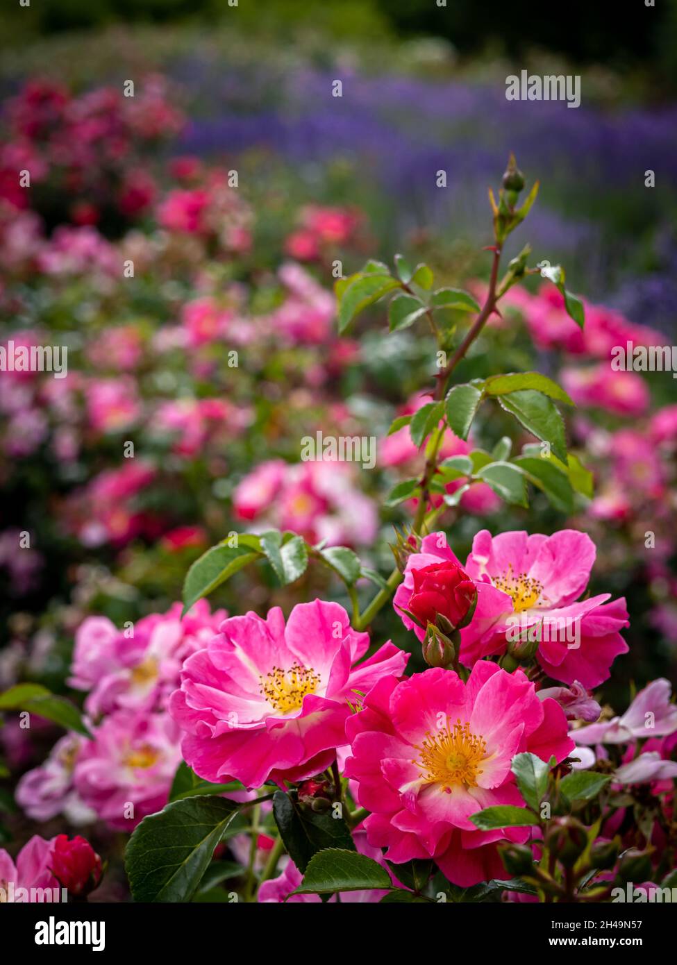 A closeup of lush, blooming, pink garden roses, with lavender flowers ...