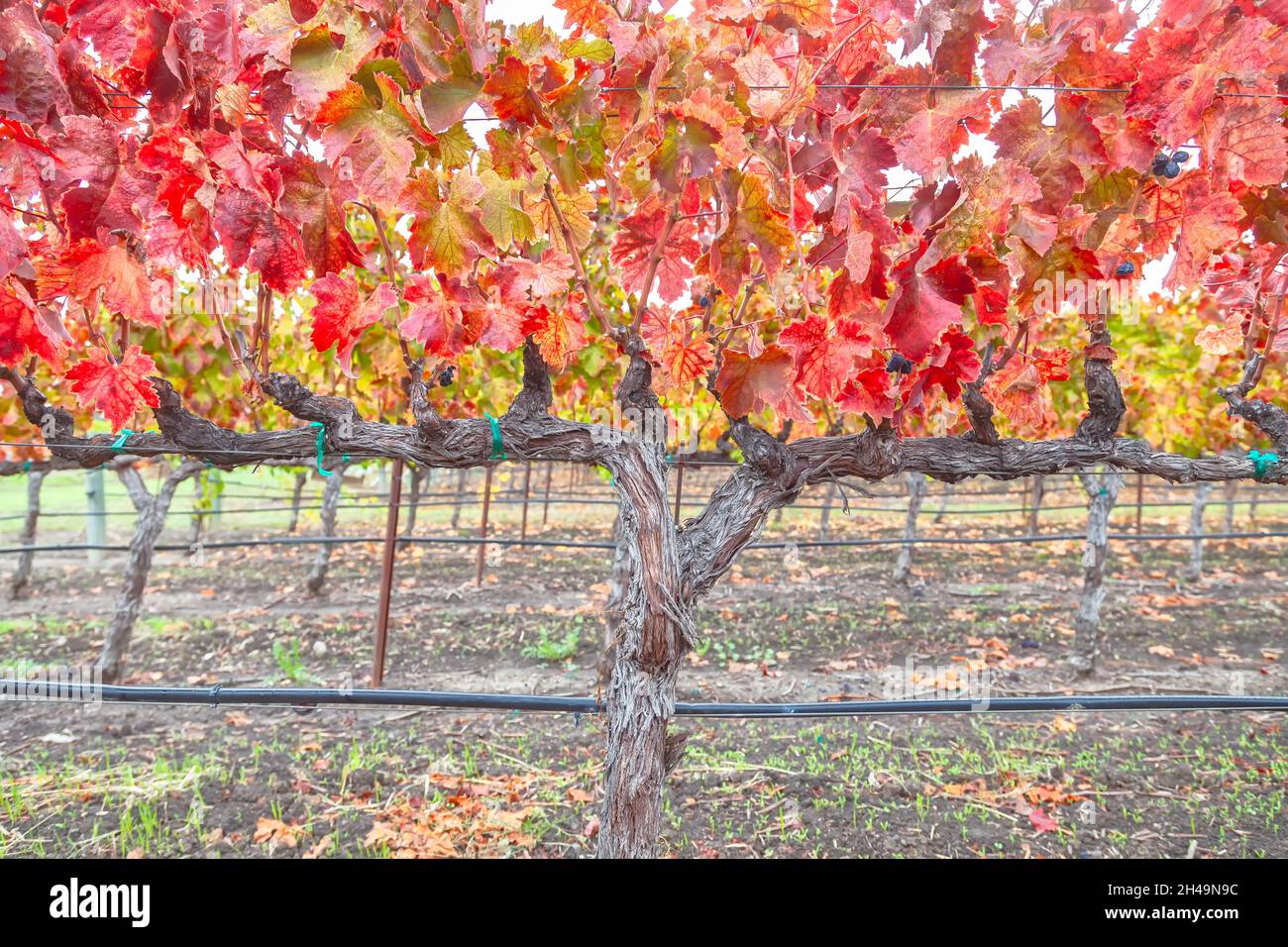 Grapevines in their fall foliage, Napa Valley, California, United ...