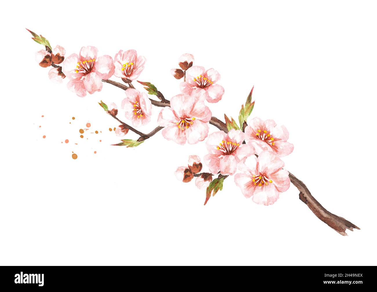 Spring blooming sakura branch. Watercolor hand drawn illustration ...