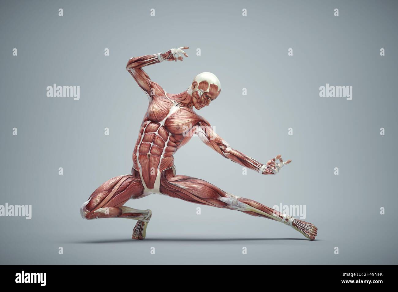 Muscular skeletal system hi-res stock photography and images - Alamy