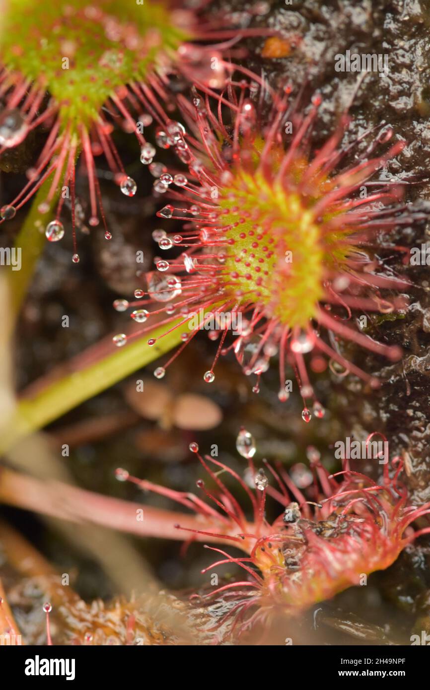 Round leaved sundew Stock Photo - Alamy
