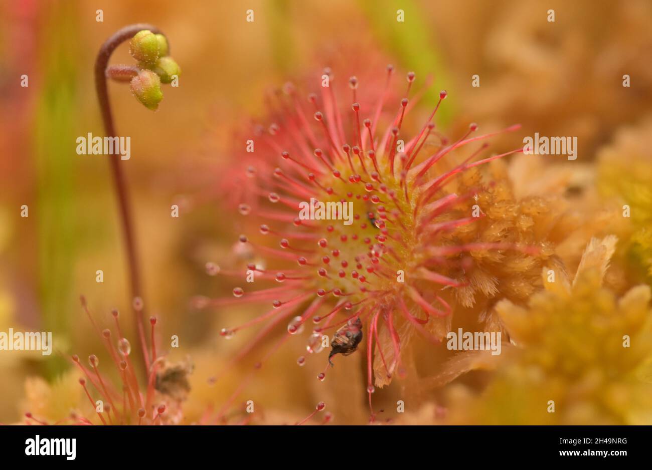 Round leaved sundew Stock Photo - Alamy