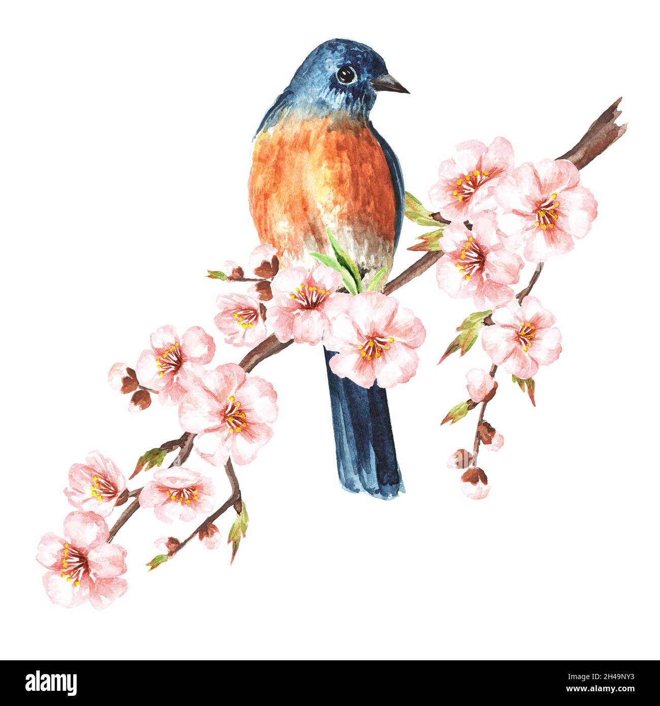 Bird, sitting on a cherry blossom branch. Spring card concept ...