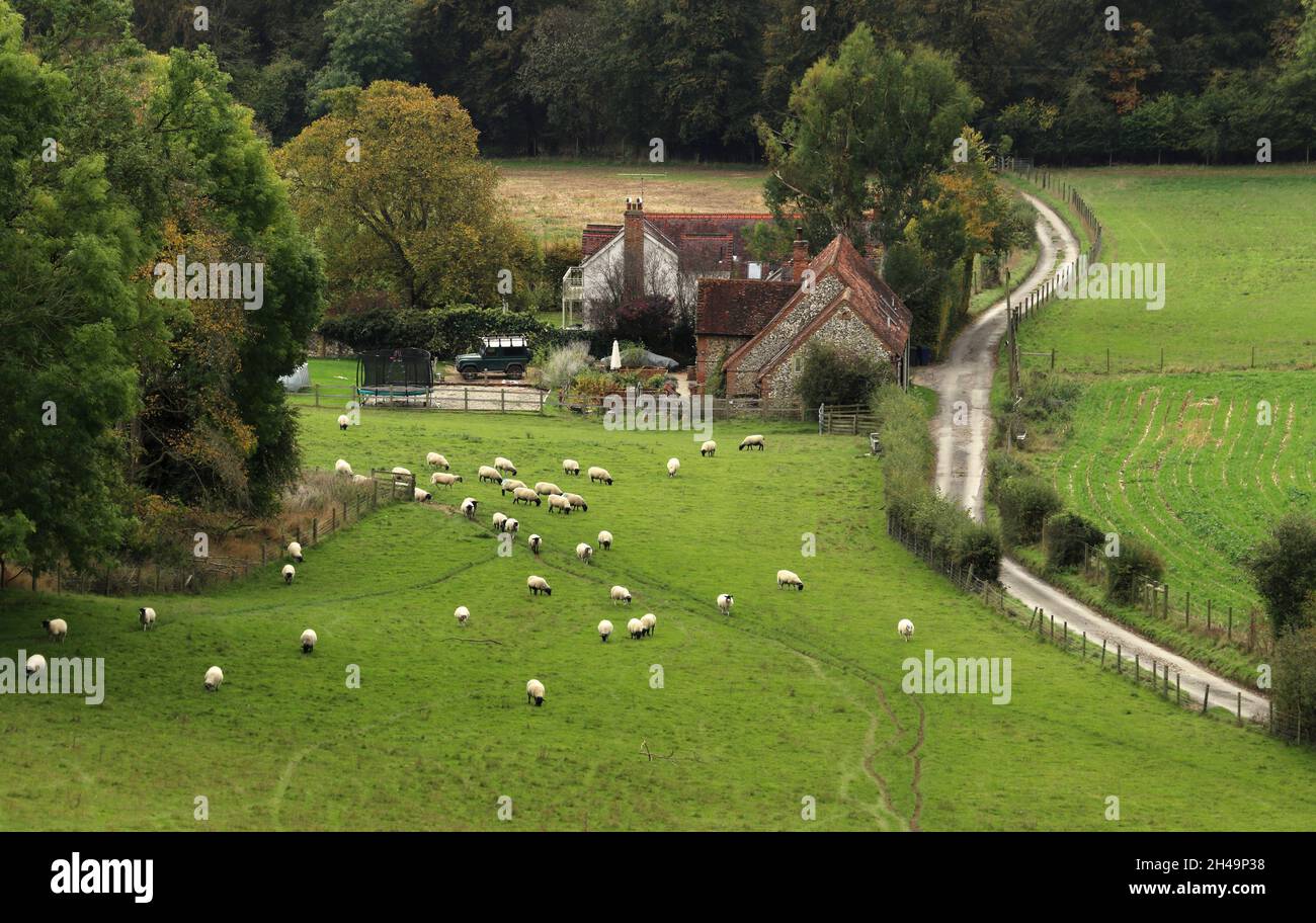 An English Rural Landscape in the Chiltern Hills with grazing sheep and ...