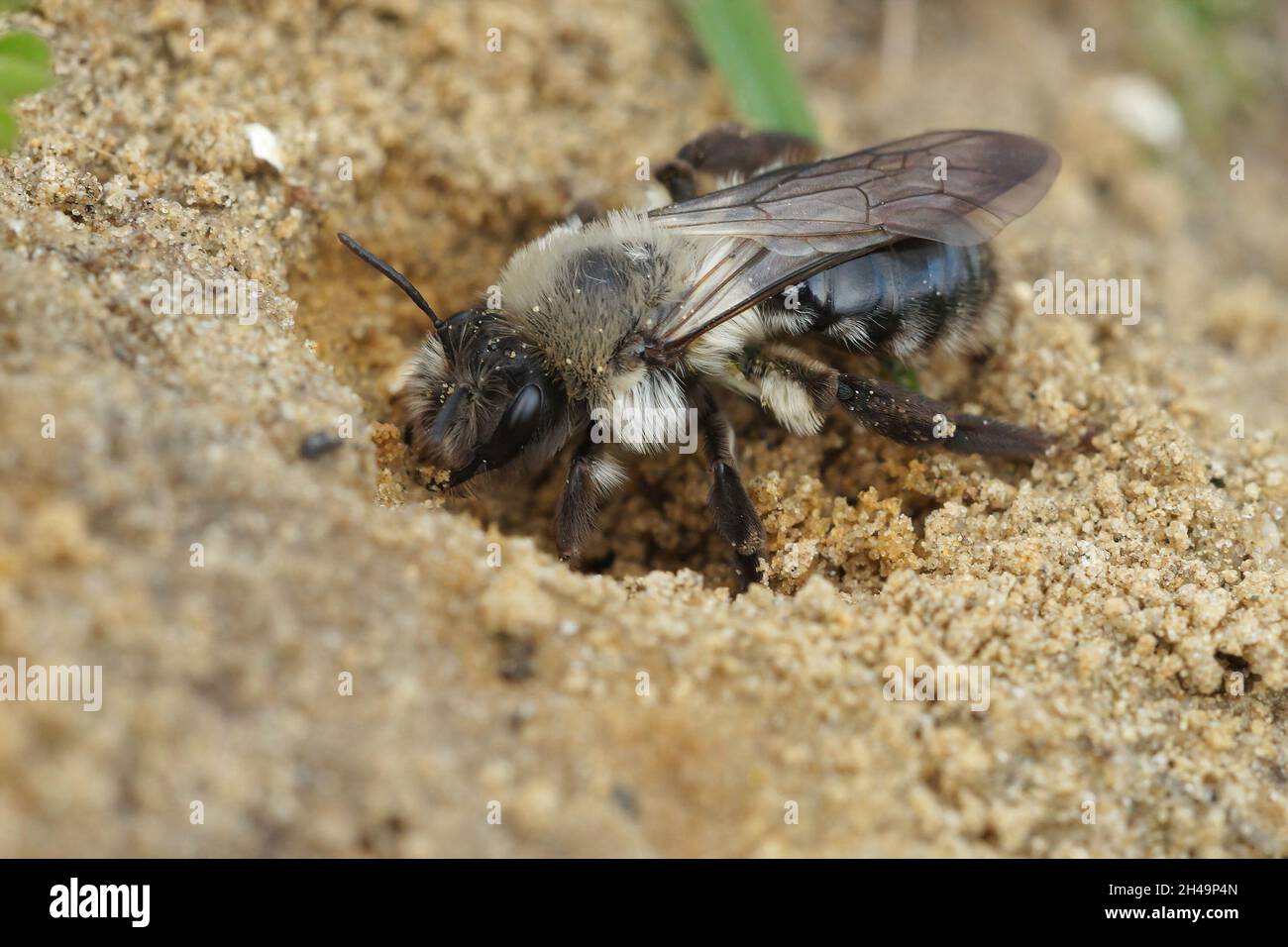 Closeup on a female Grey-backed mining bee, Andrena vaga, digging Stock Photo - Alamy