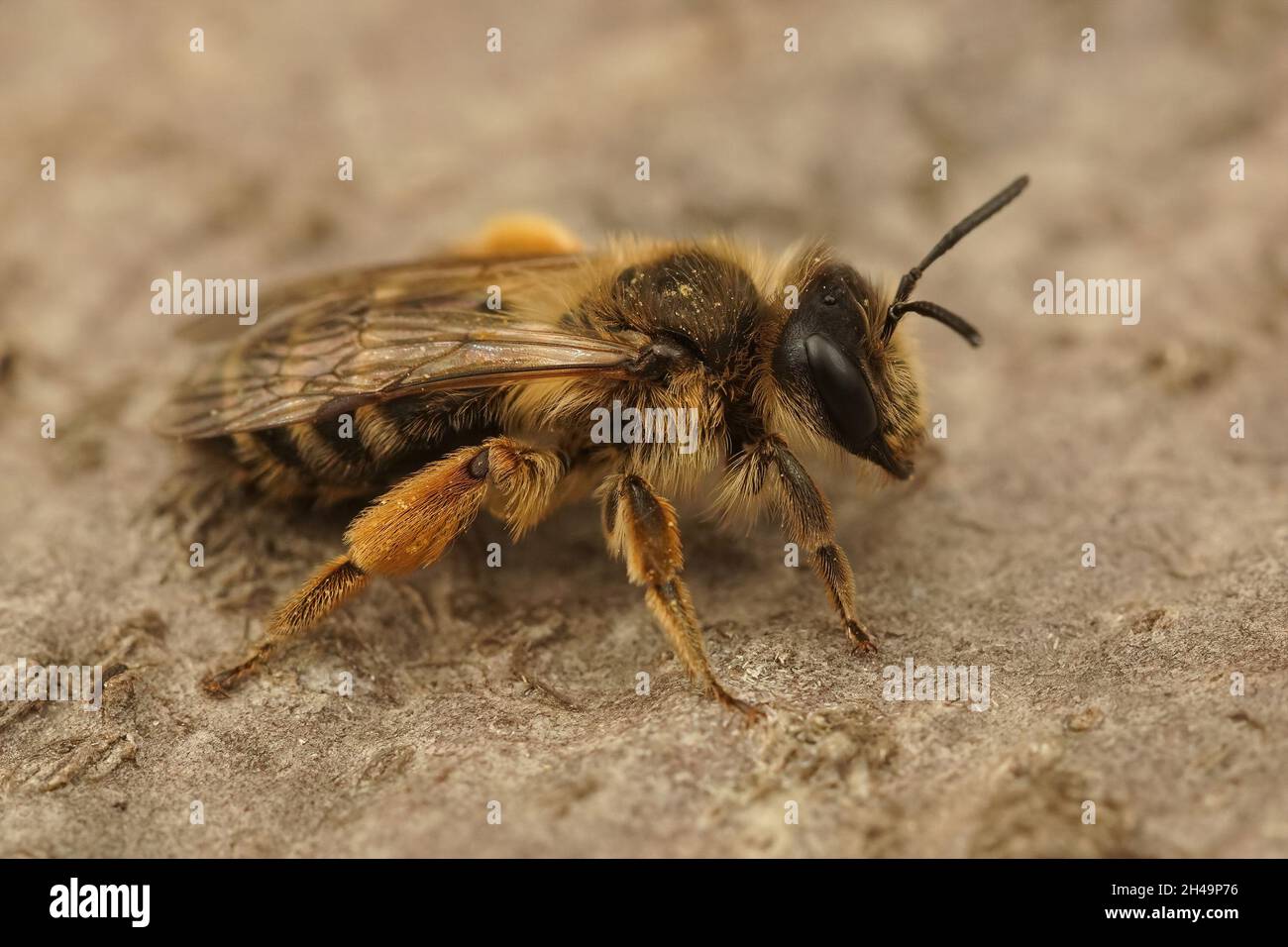Closeup on a female Yellow-legged mining bee, Andrena flavipes Stock ...