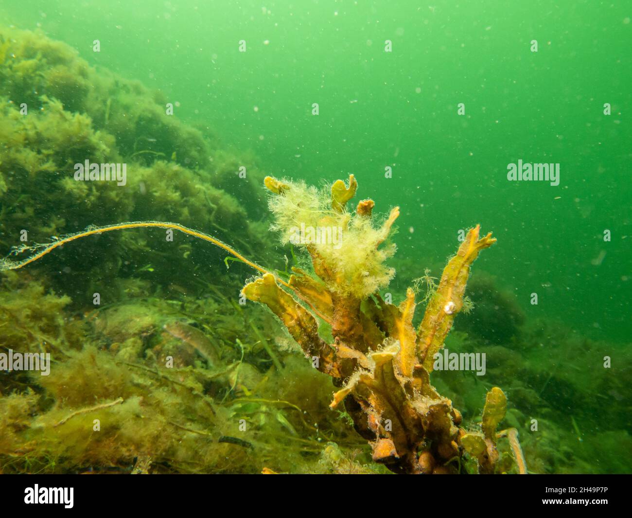 Closeup of Fucus vesiculosus, common names bladderwrack, black tang ...
