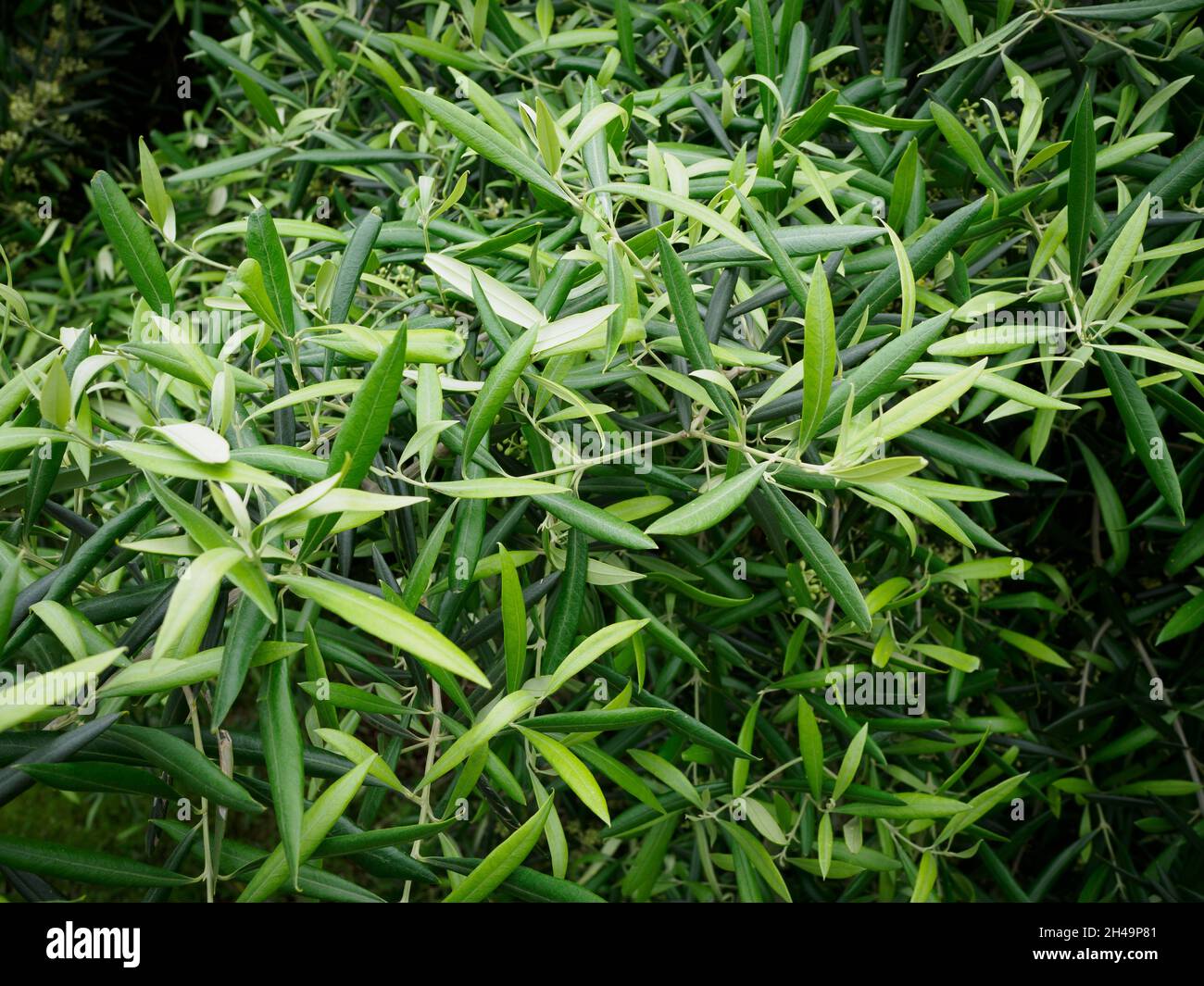 Olive (Olea europaea) tree leaves Stock Photo - Alamy