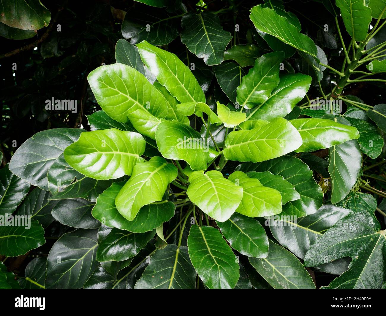 Meryta hi-res stock photography and images - Alamy