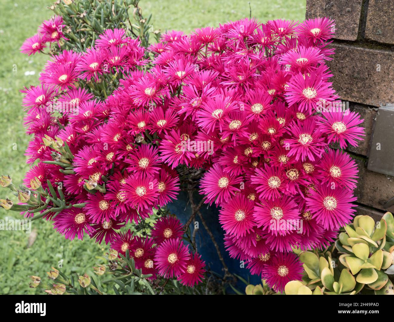 Pink Trailing Iceplant (Delosperma cooperi) flowers Stock Photo - Alamy