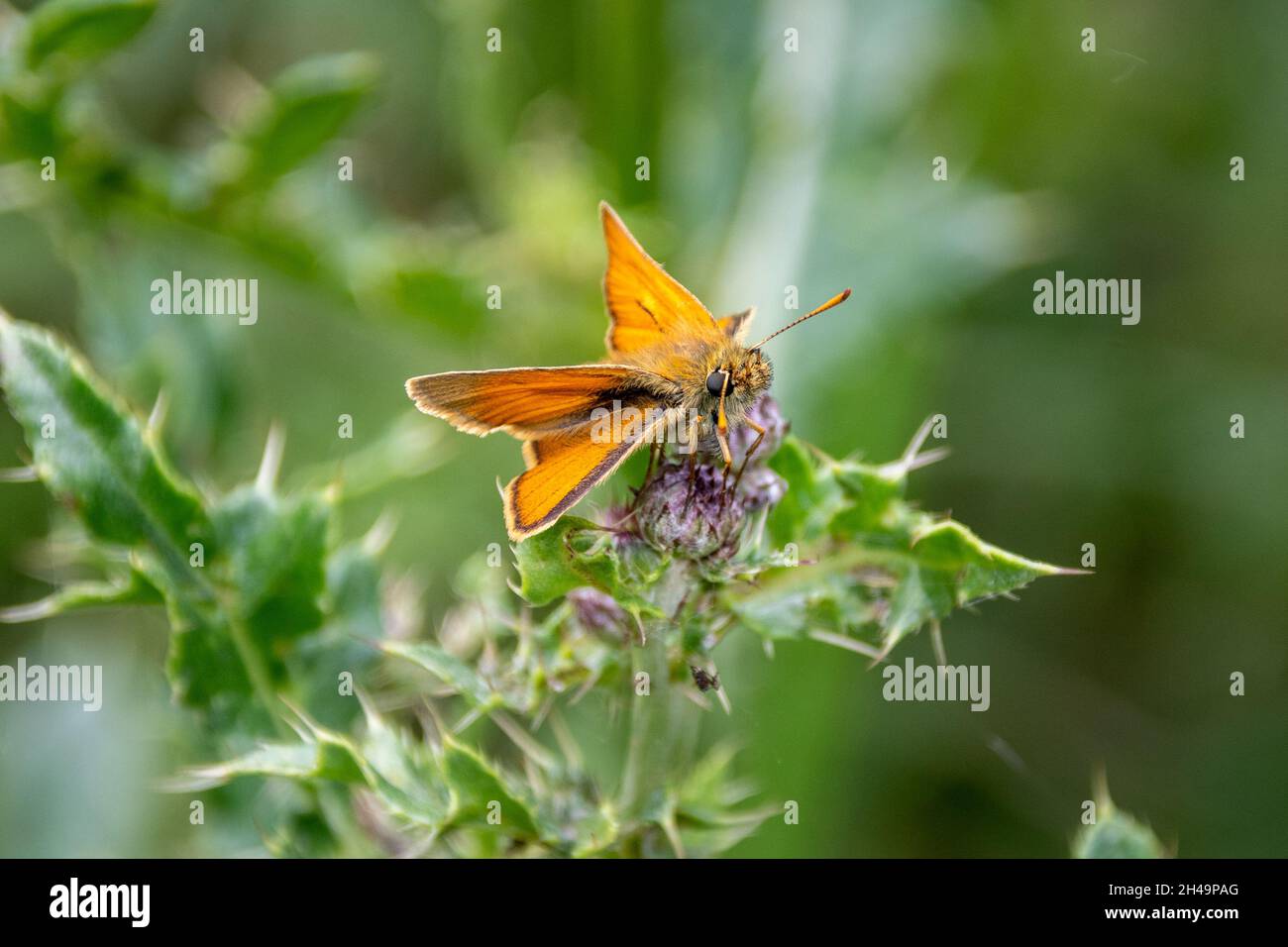 Butterfly wings half open resting hi-res stock photography and images ...
